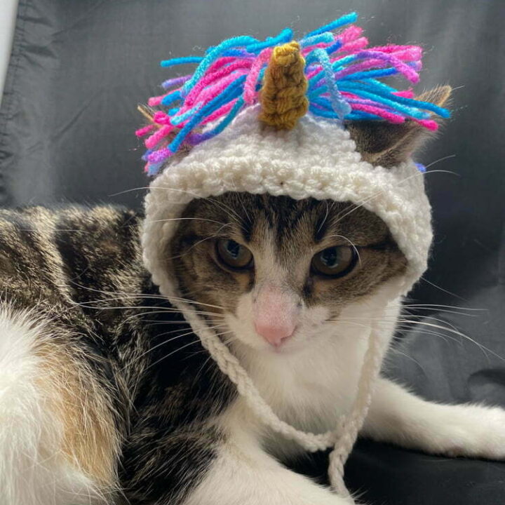 Crochet Cat Hat: 18 Free Patterns - Fosbas Designs